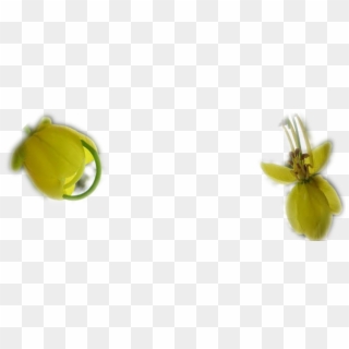 Konnapoo Png - Konnapoo Images Hd Png Clipart - Large Size Png Image ...